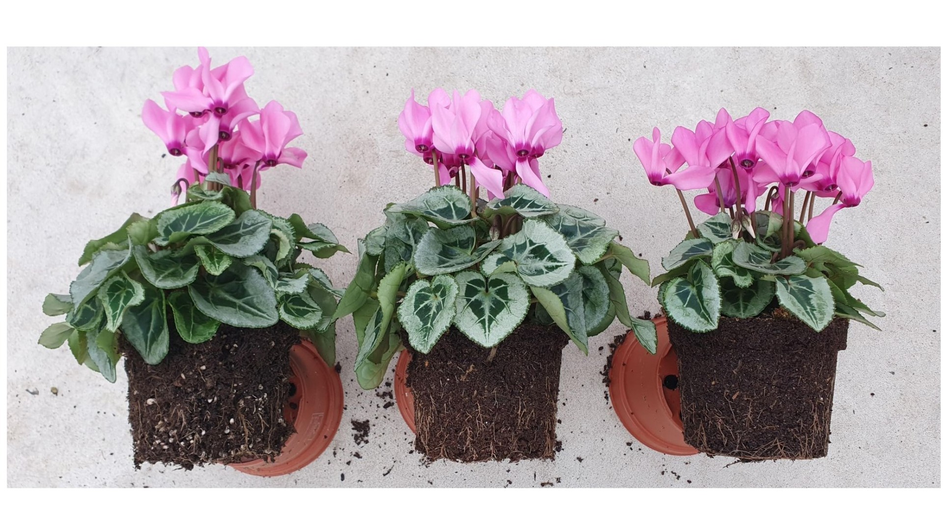 Peat free substrate – HortiContact