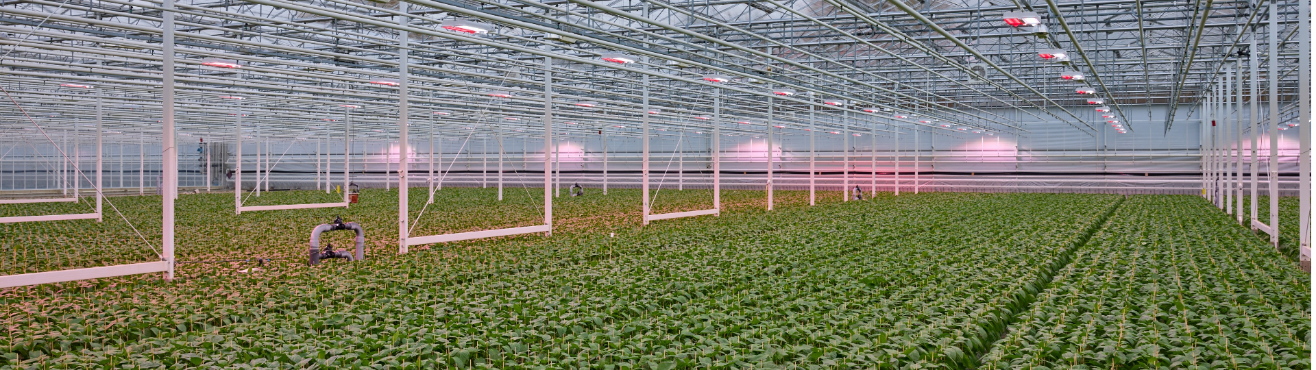 Philips horticulture LED solutions – HortiContact