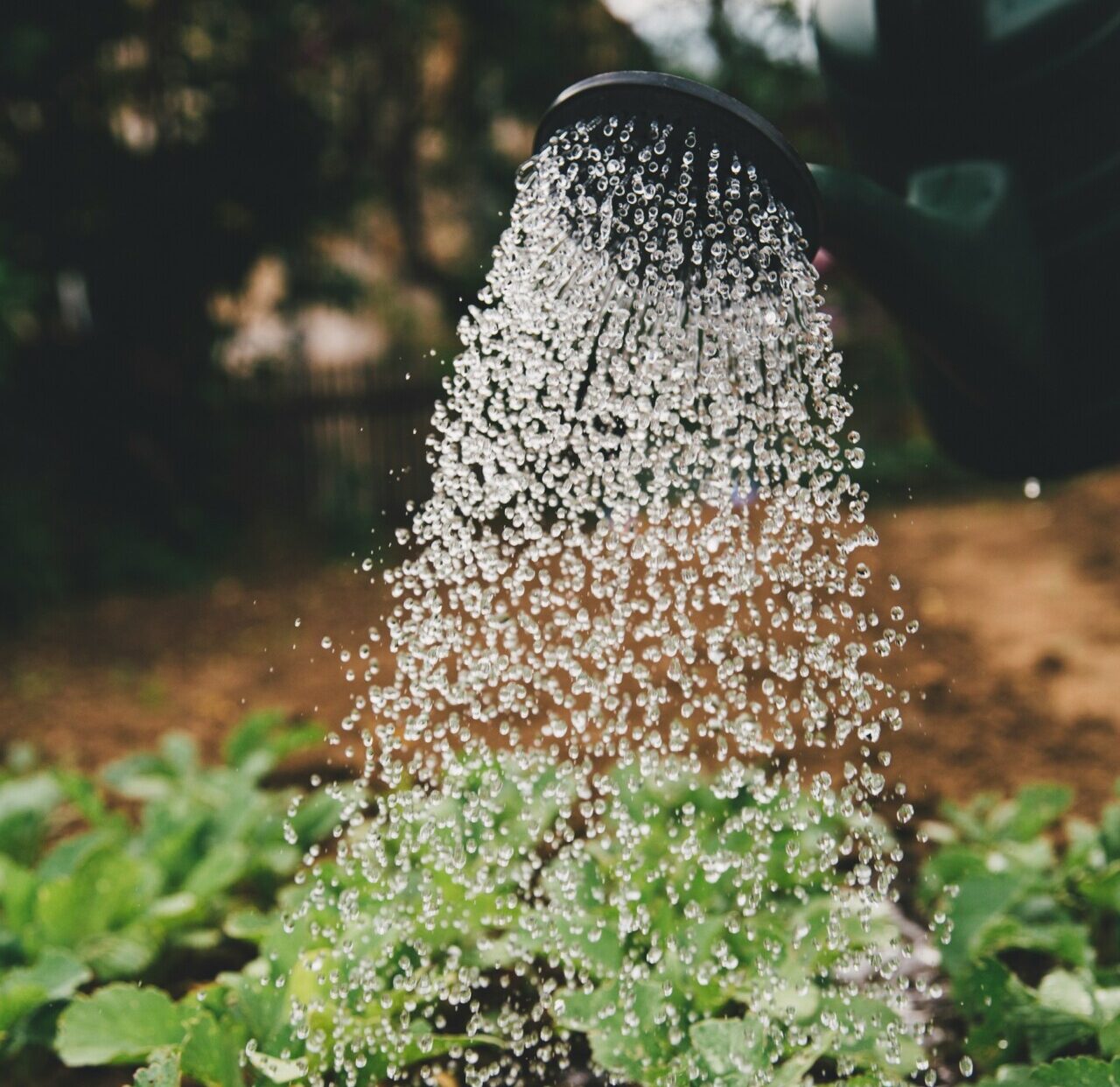 Regenwater opvangen: bespaar water en geld