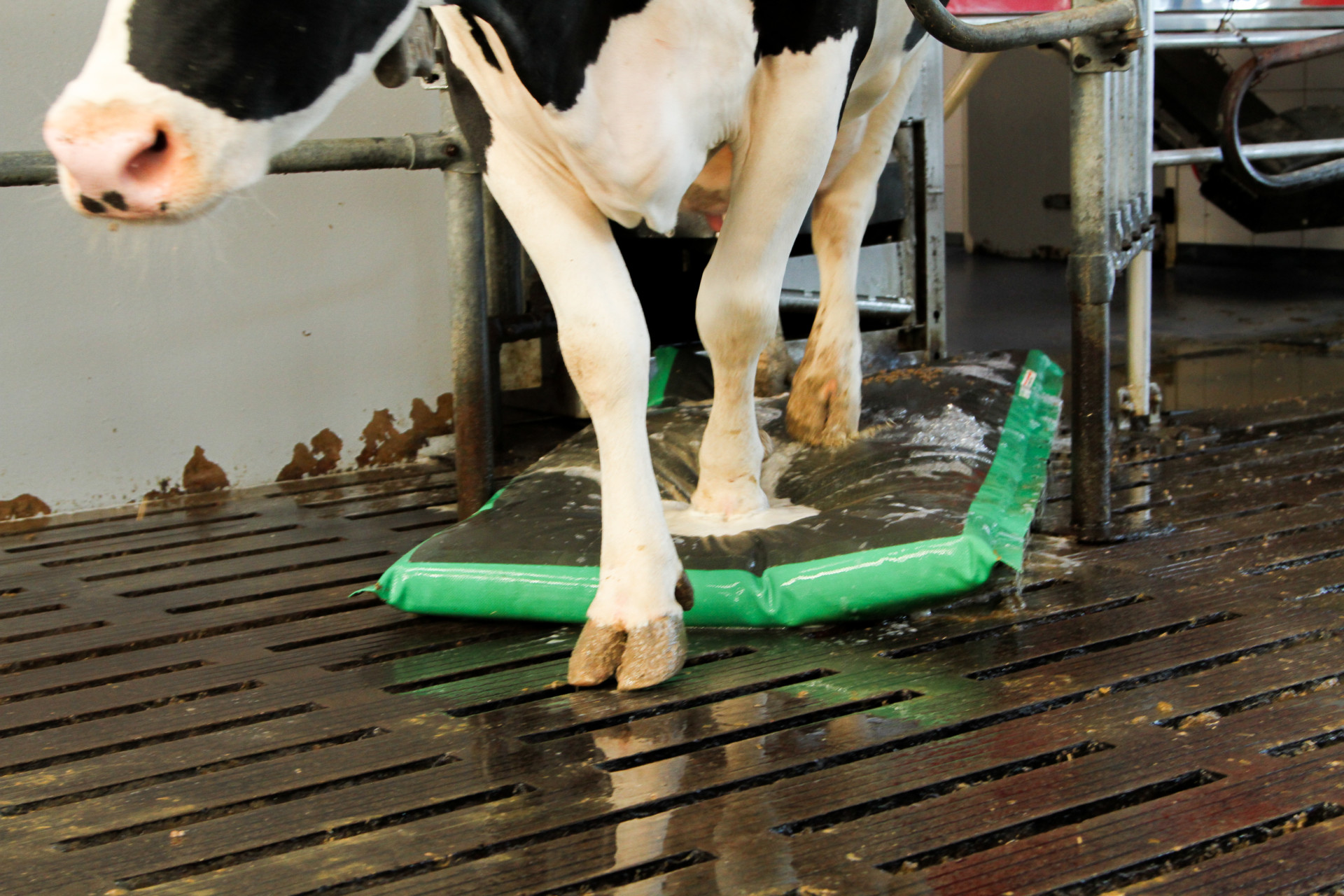 Klauwgezondheid: cruciaal voor dierenwelzijn en productiviteit