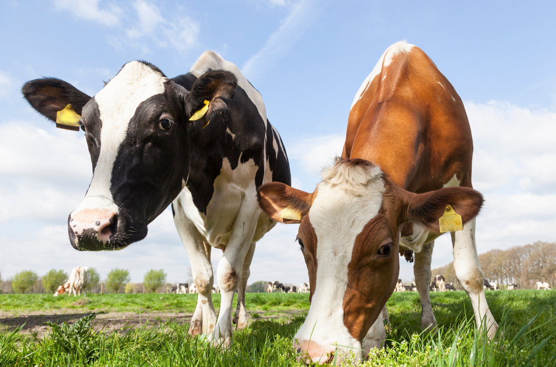 Nieuwe onderzoeken bevestigen effectiviteit van methaanreducerend ...