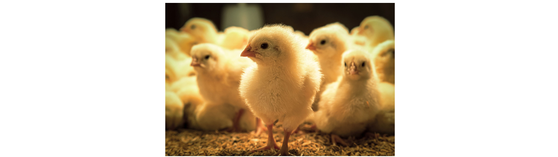 Innovatec Hatchery Automation Dutch Pork Expo