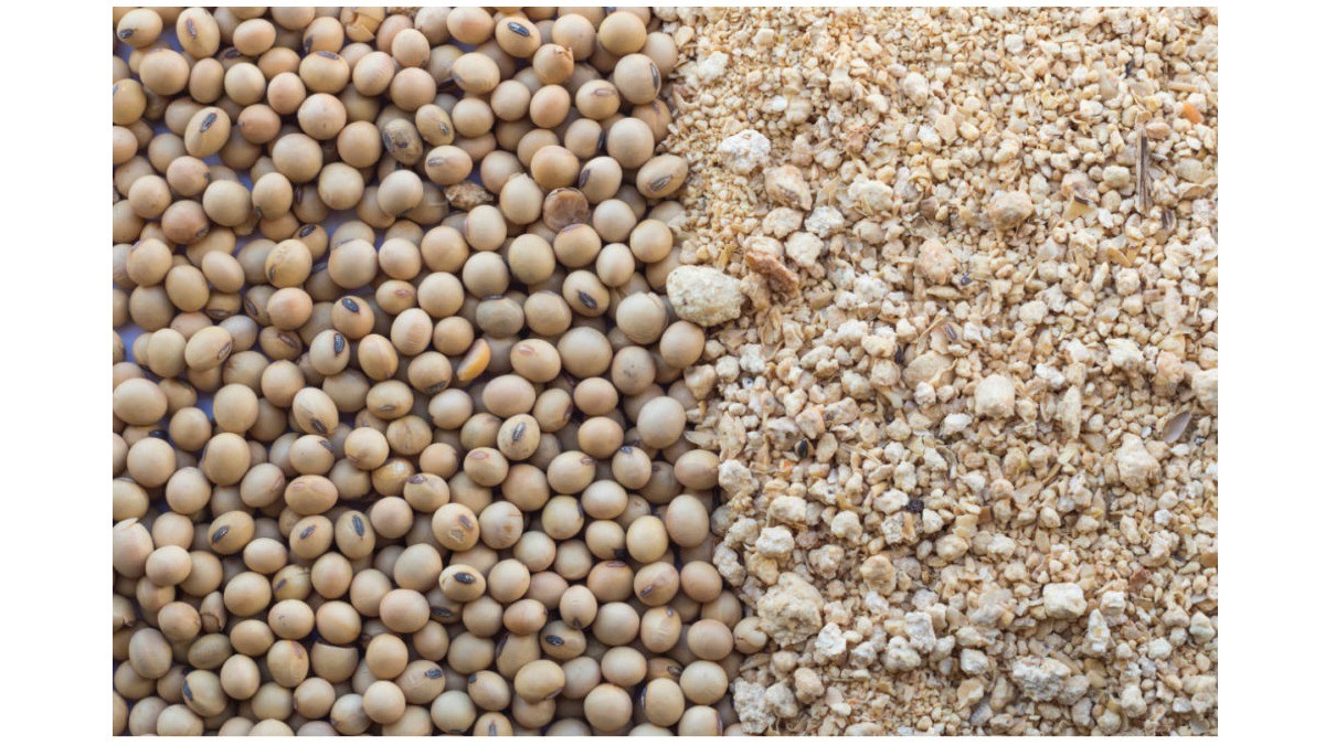 Soybean cake | Nordic Organic Expo